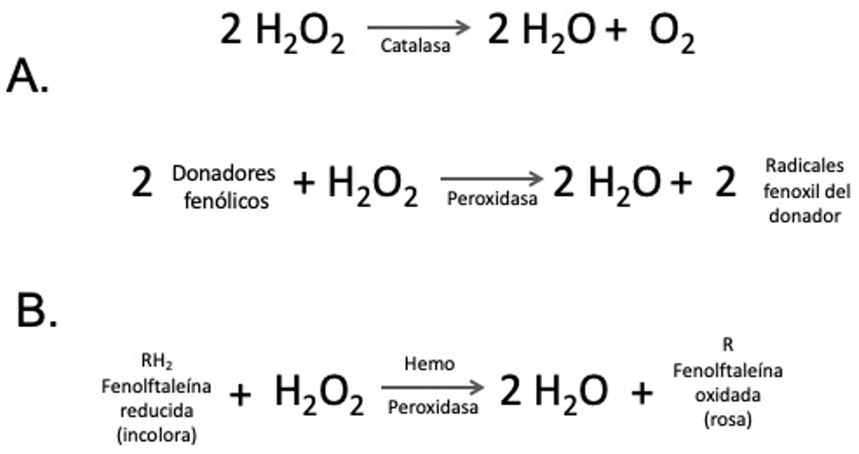 volumen 33 número especial